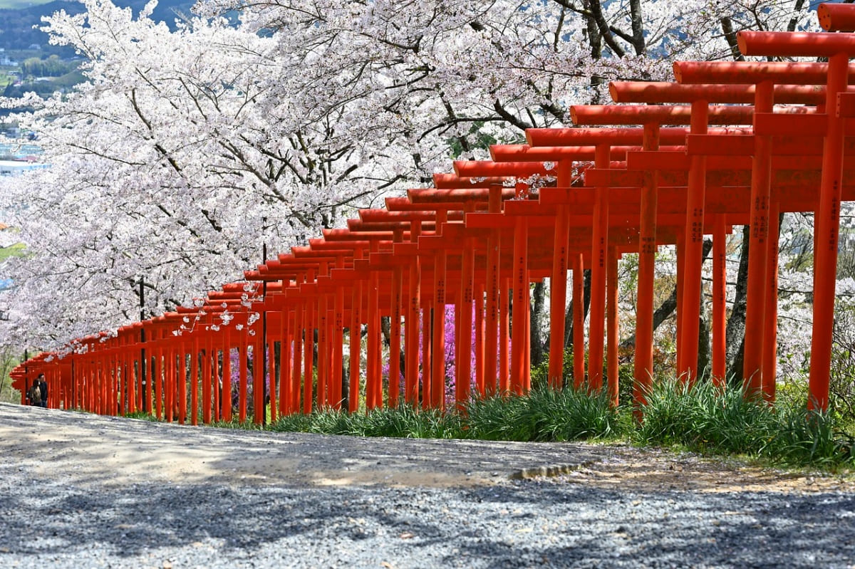 Cherry blossoms are the national flower of Japan - GLU